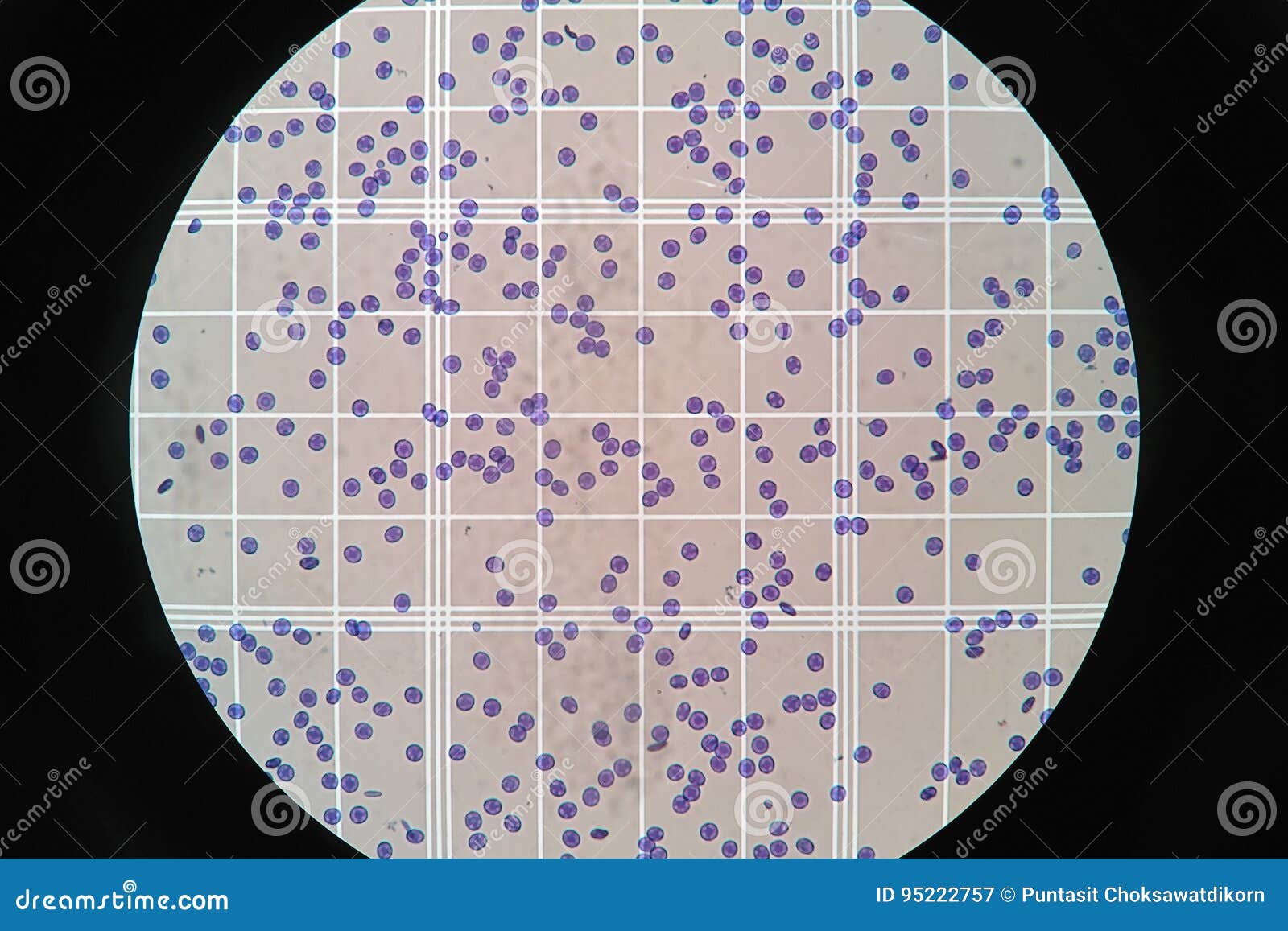 Counting Cells In A Biology Lab Using An Automated Cell Counter Stock ...