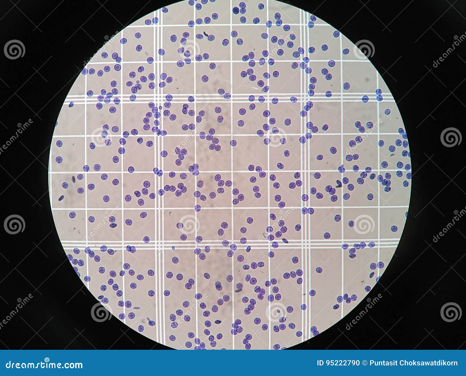 Counting Cells In A Biology Lab Using An Automated Cell Counter Stock ...