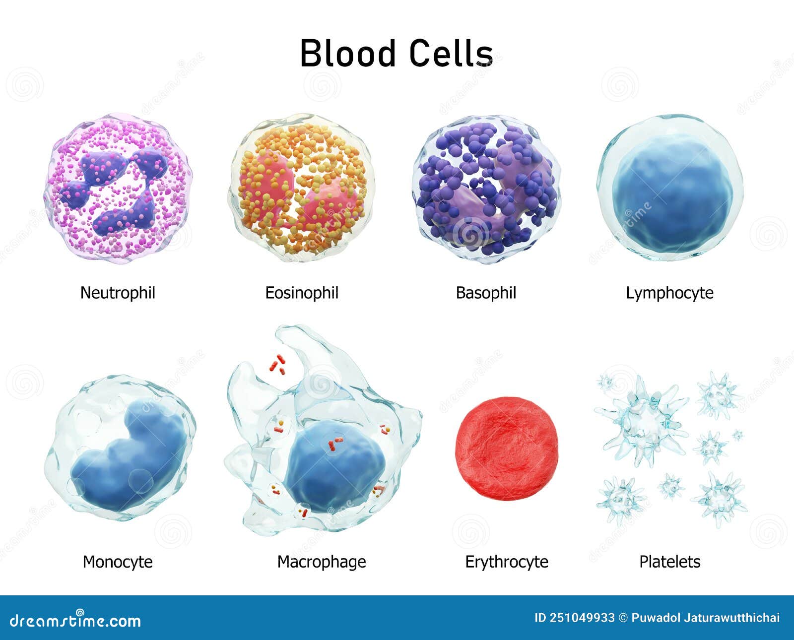 Blood Cells Series . Neutrophils Eosinophils Basophils Lymphocytes ... Blood Cells Series . Neutrophils Eosinophils Basophils Lymphocytes ...