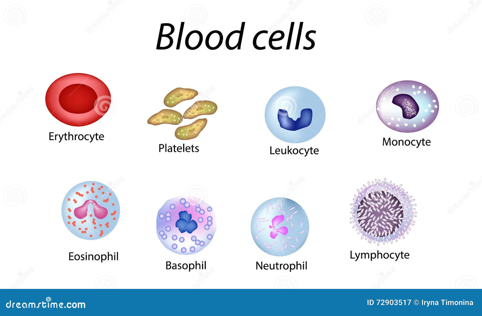 Blood Cells. Set of Colored Cells Stock Vector - Illustration of ... Blood Cells. Set of Colored Cells Stock Vector - Illustration of ...
