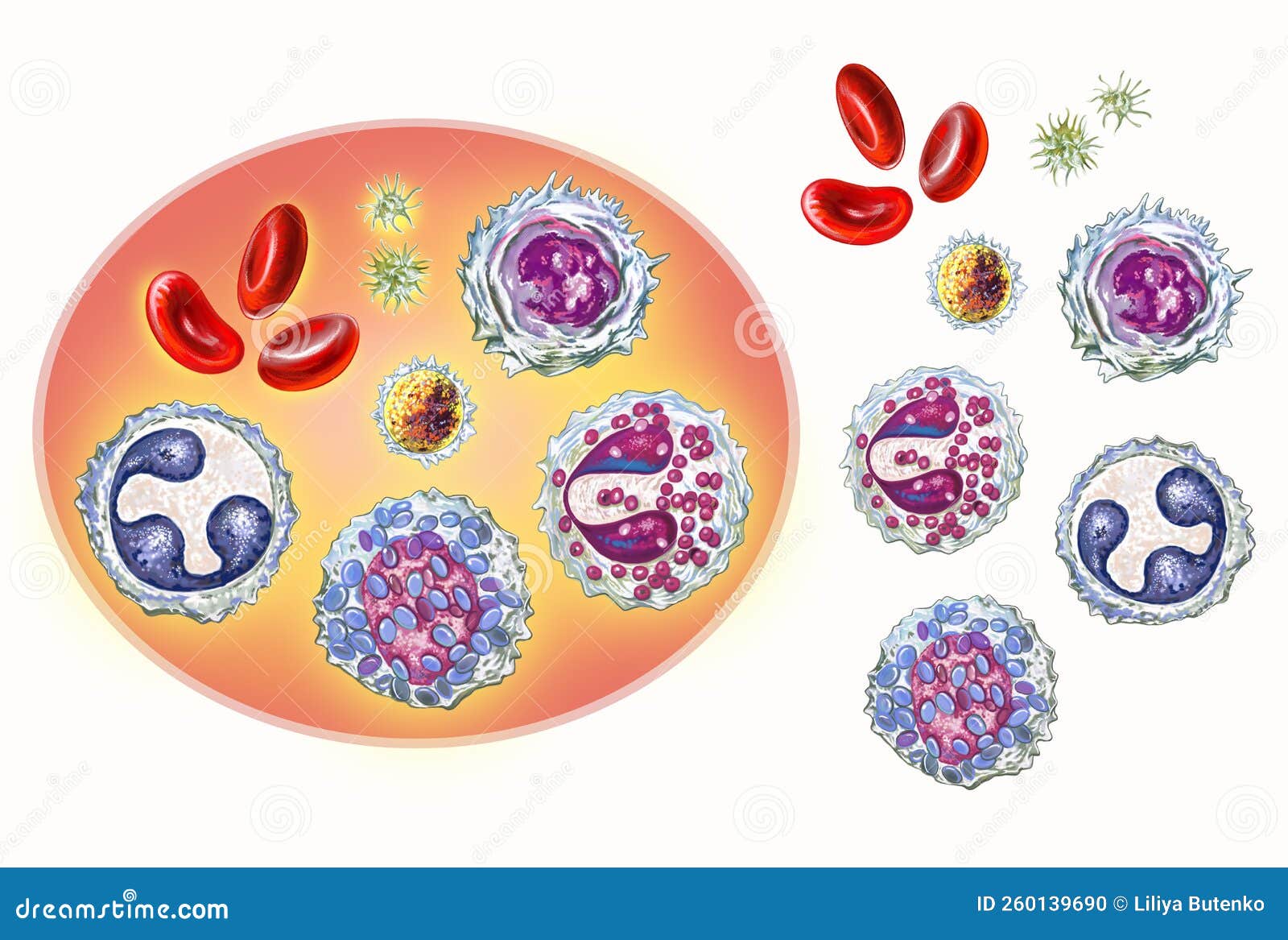 White Blood Cells Diagram White Blood Cells Diagram