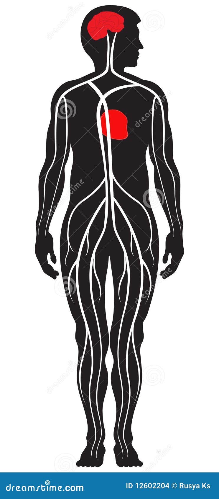 Blood Circulation System stock vector. Illustration of anatomy - 12602204