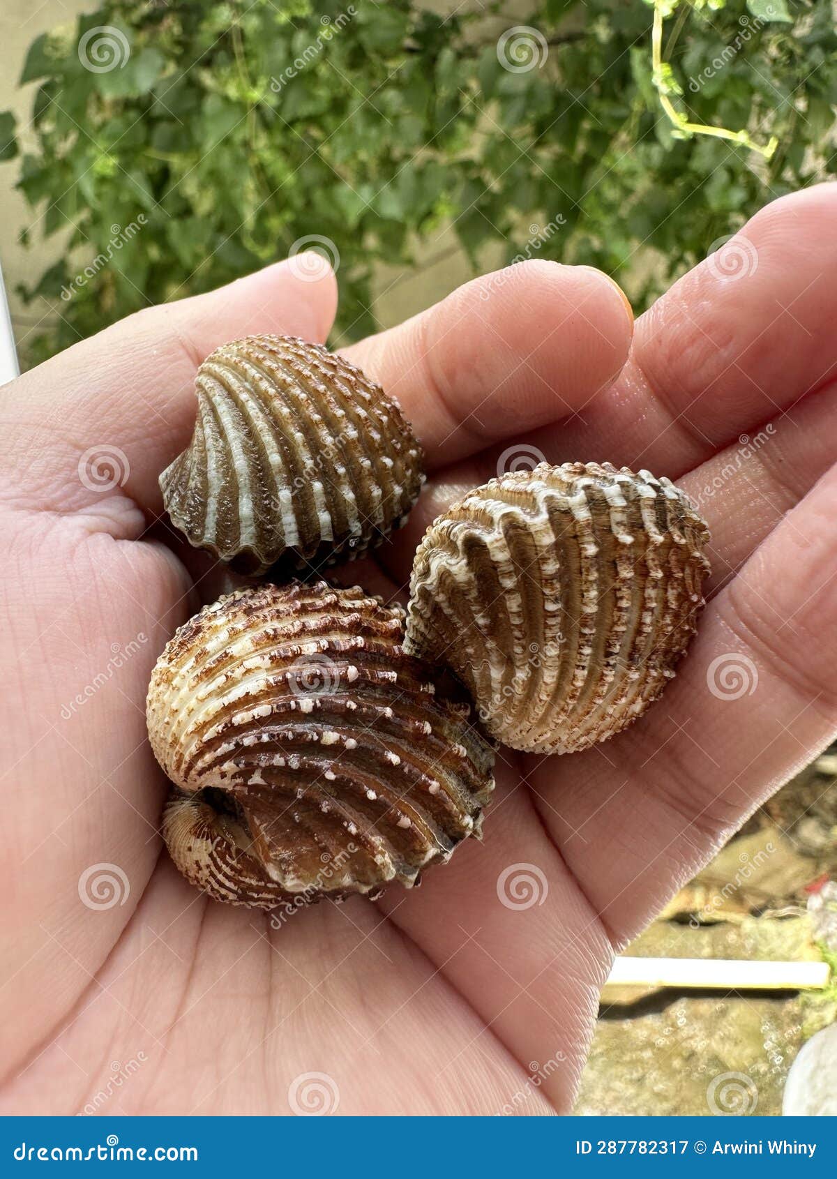 Blood Clams On Red Background. Blood Cockles Or Blood Clams Tegillarca ...