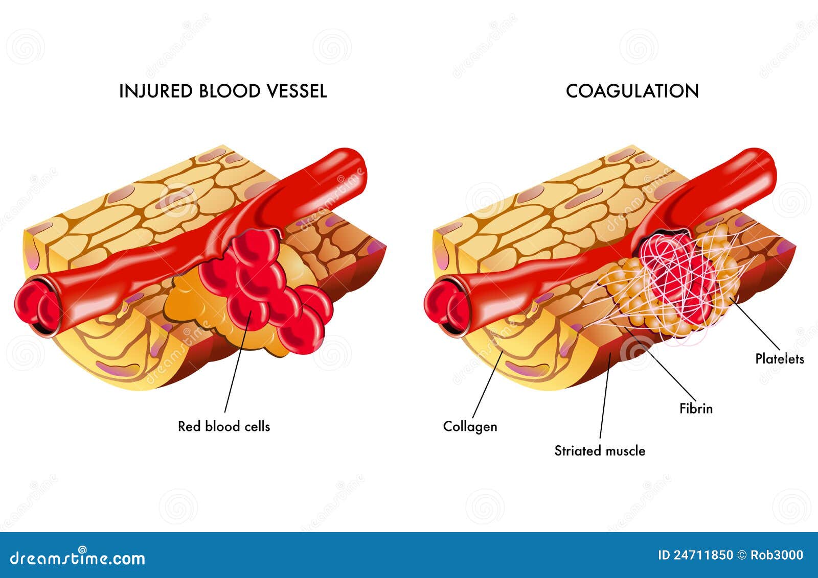 Blood coagulation stock vector. Illustration of prothrombin - 24711850