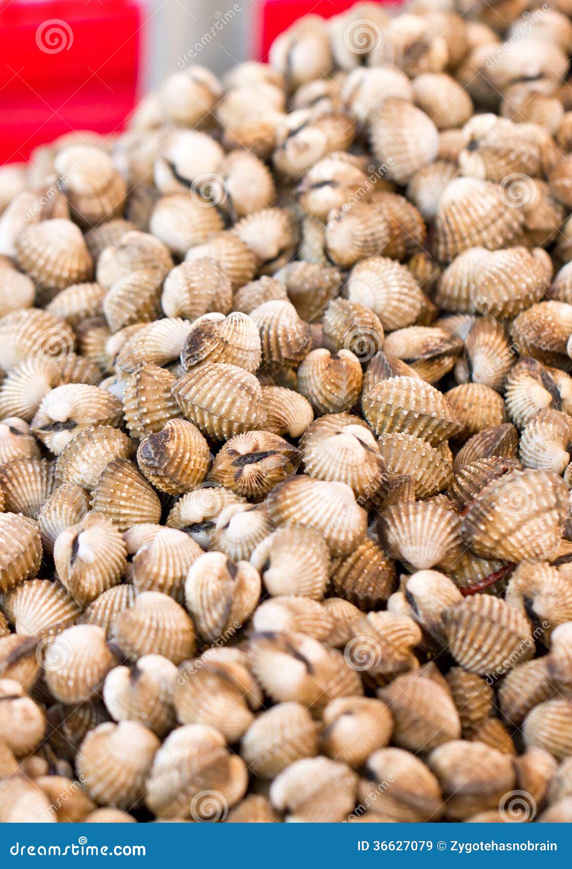 Blood Cockle, Tegillarca Granosa Royalty-Free Stock Image ...