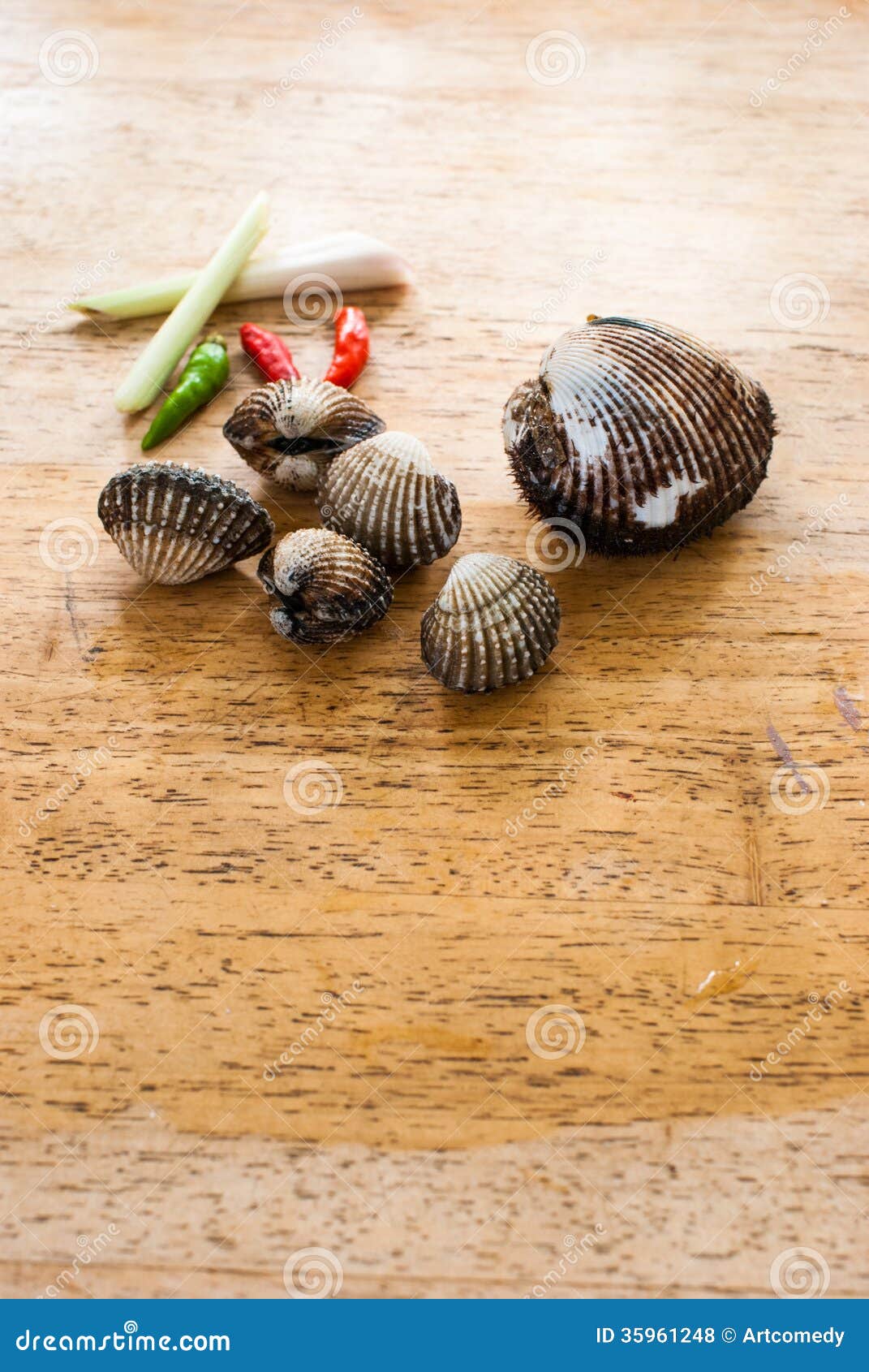Blood Cockle or scallop stock photo. Image of seafood - 35961248