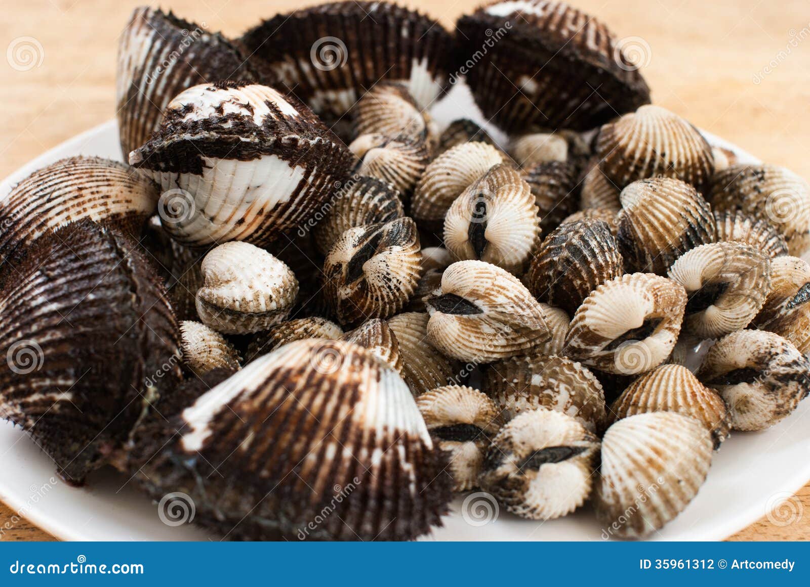 Blood Cockle or scallop stock photo. Image of asian, cockle - 35961312