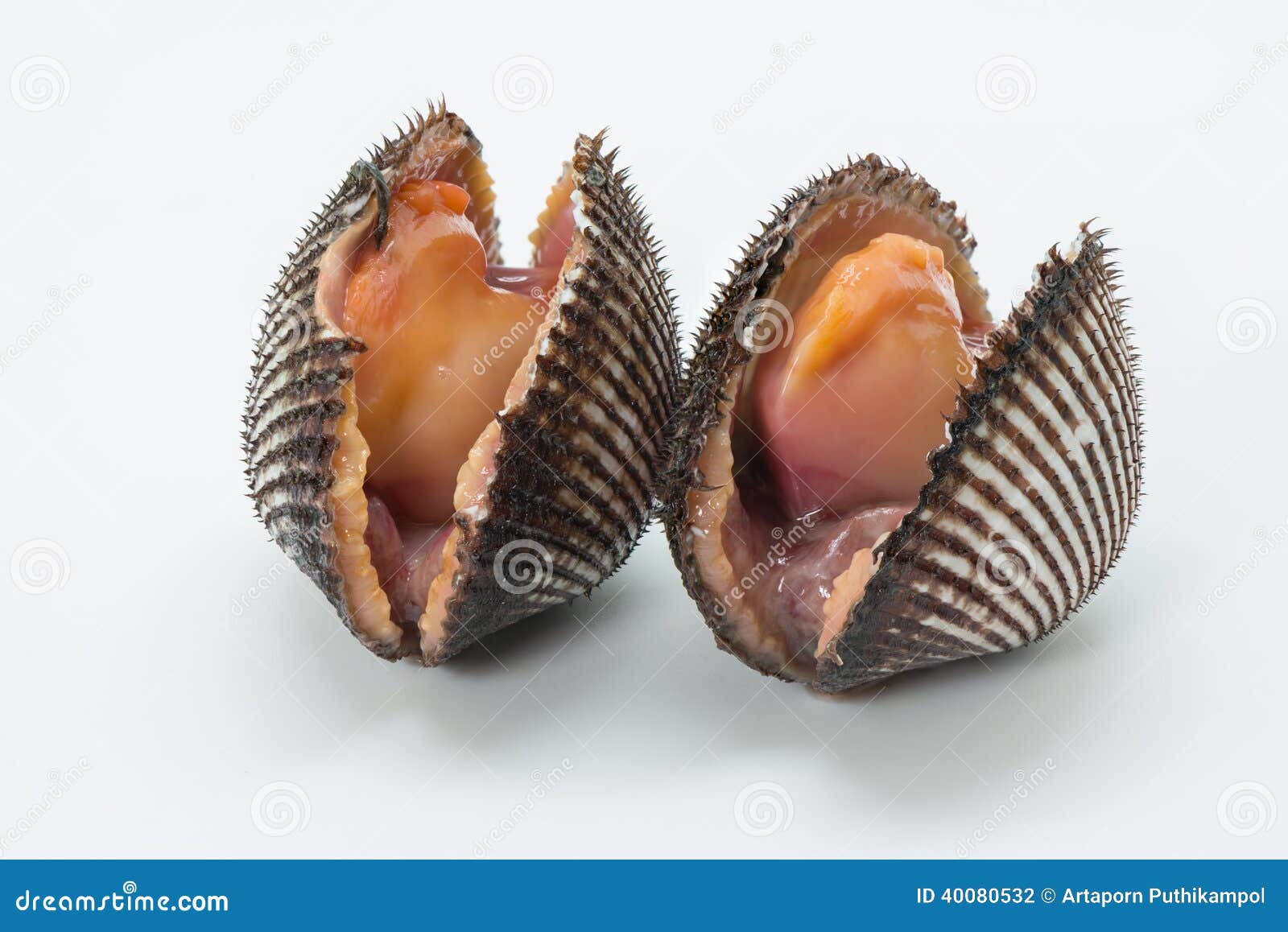 Blood Cockle (Anadara Granosa). Stock Image | CartoonDealer.com #39853621