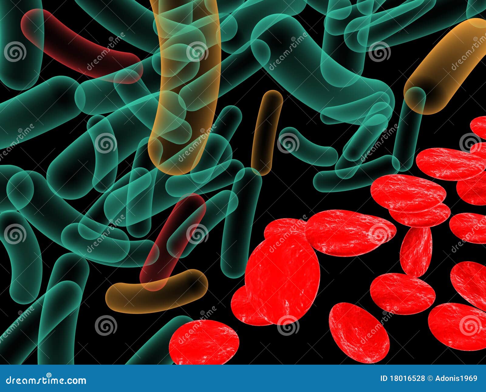Blood Components Red White Blood Cells Plasma Chart Cartoon Vector ...
