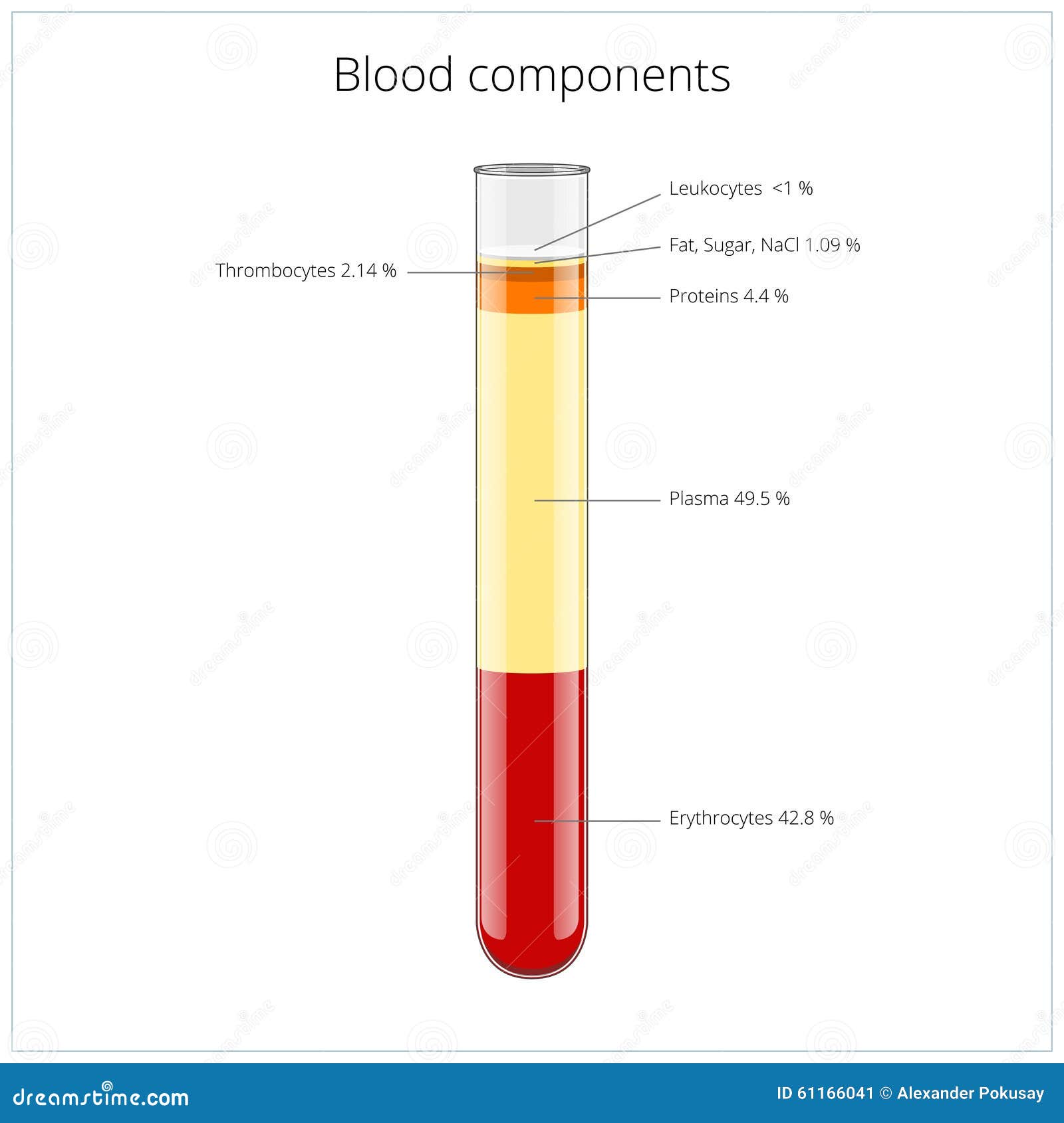 Blood Components Red White Blood Cells Plasma Chart Cartoon Vector ...