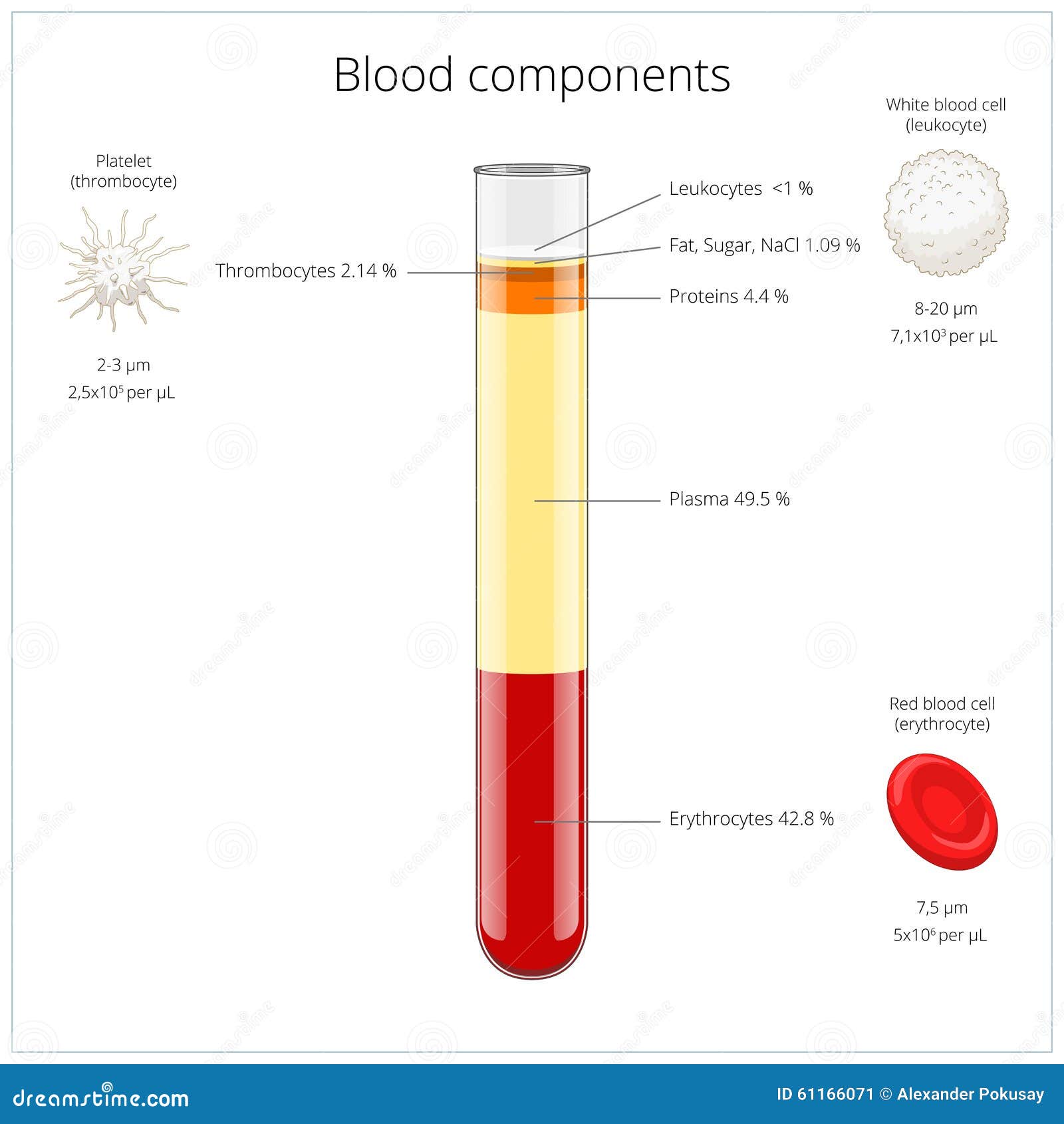Blood Components Red White Blood Cells Plasma Chart Cartoon Vector ...