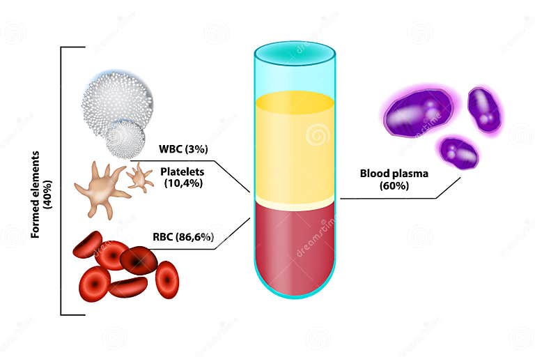 Blood Composition. Infographics Stock Vector - Illustration of cells ...