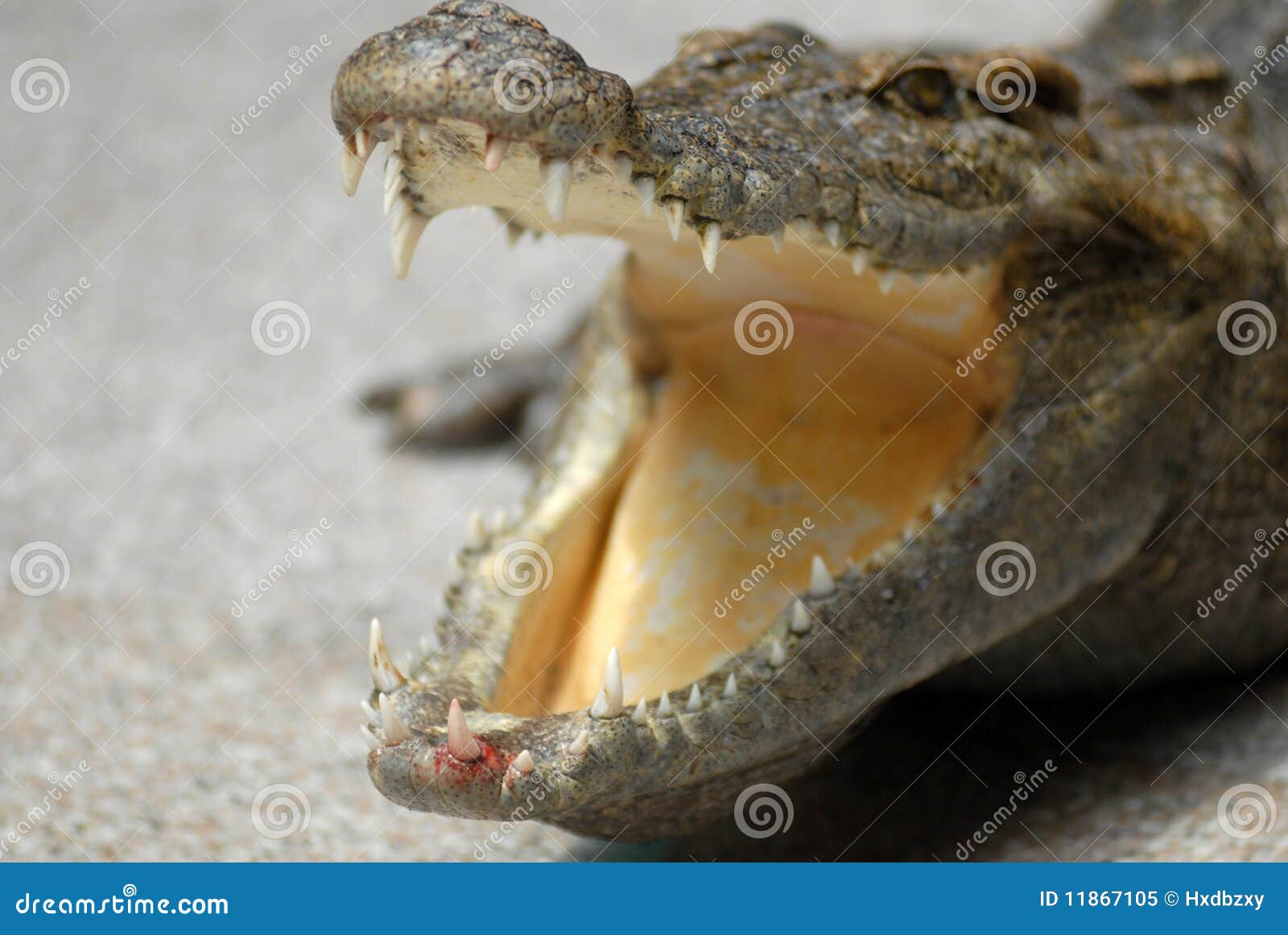 Blood on crocodile s teeth stock image. Image of blood - 11867105