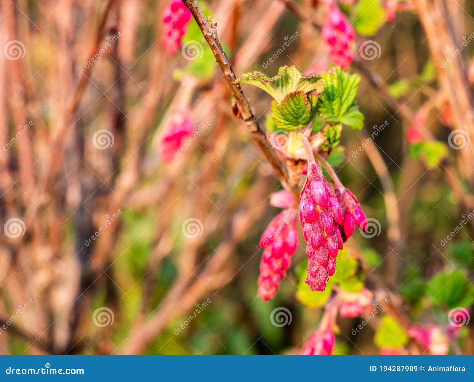 Blood Currant in Spring in the Garden Stock Image - Image of blooming ...
