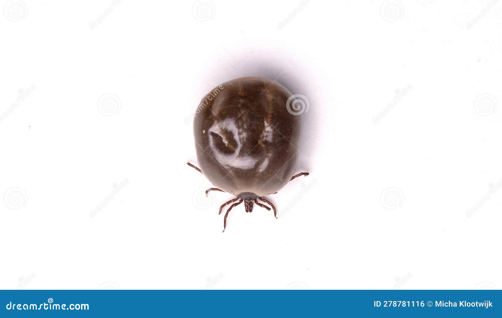 Blood-filled Tick on White Background Stock Photo - Image of disease ...