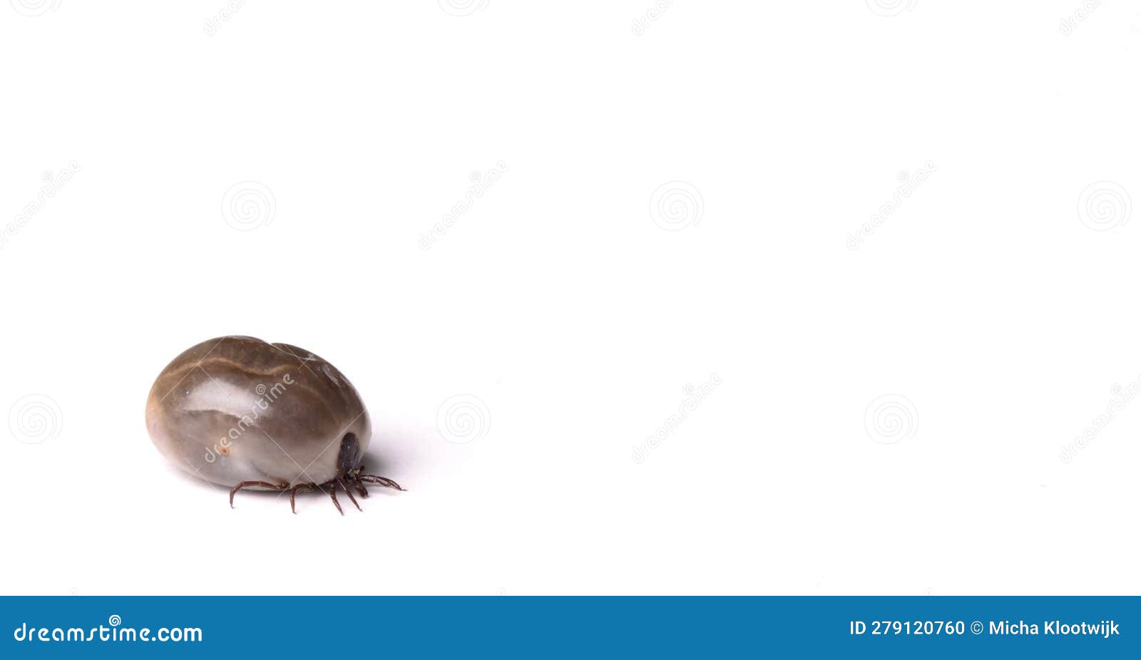 Blood-filled Tick on White Background Stock Photo - Image of fever ...