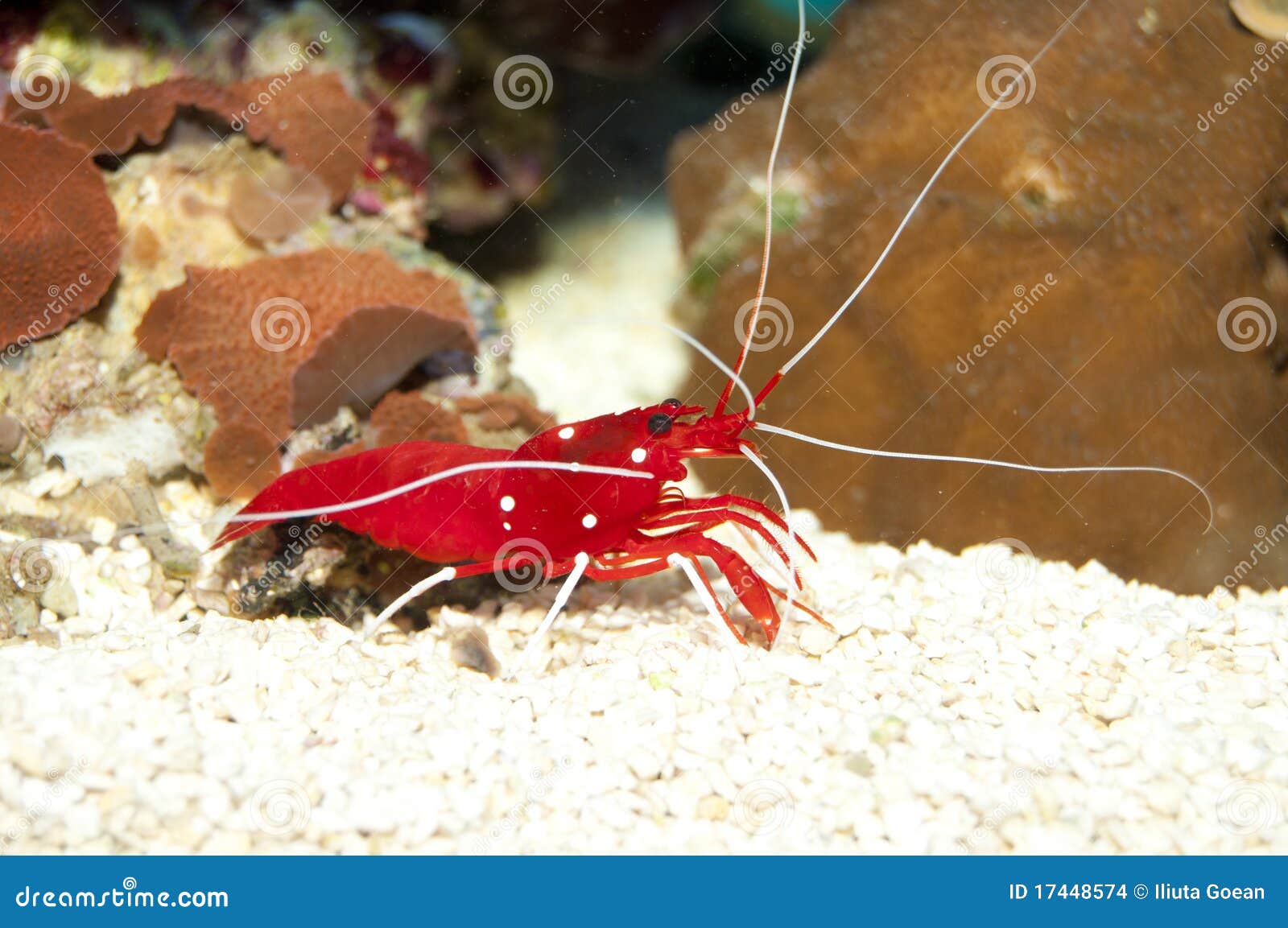 Blood or Fire Shrimp stock photo. Image of water, saltwater - 17448574