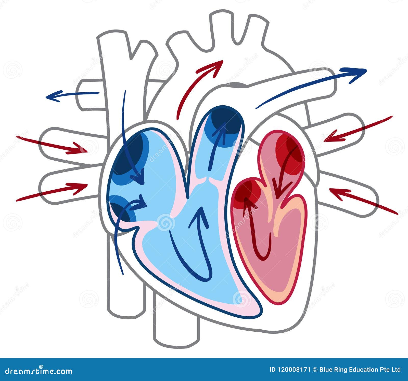 Blood Flow of the Heart Diagram Stock Vector - Illustration of medical ... Blood Flow of the Heart Diagram Stock Vector - Illustration of medical ...