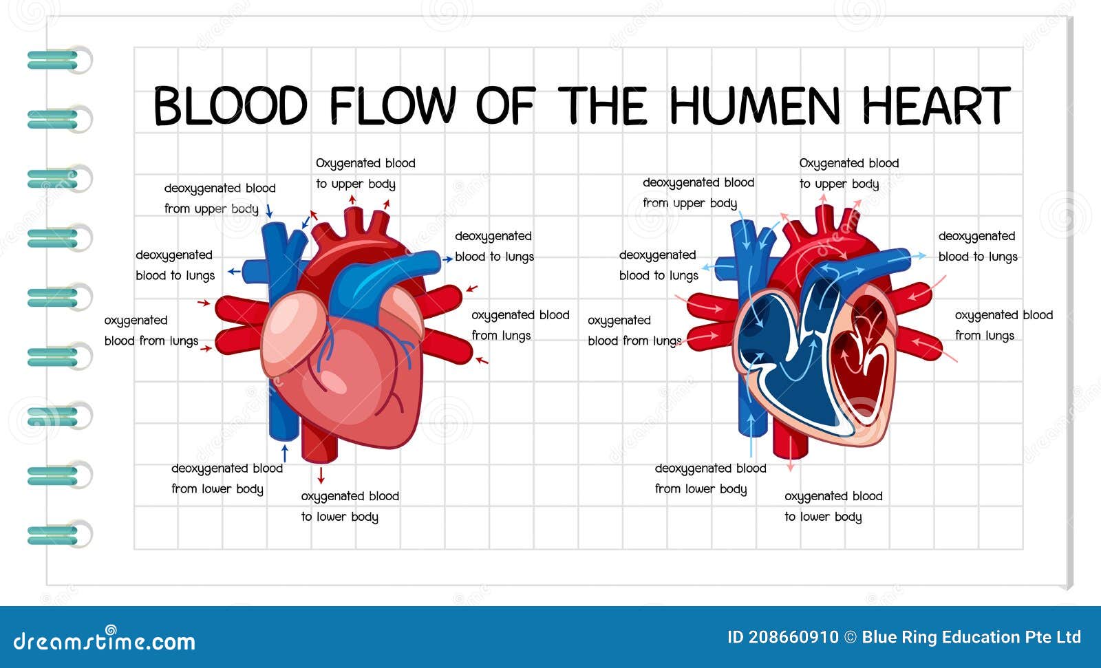 Blood Flow of Human Heart Diagram Stock Vector - Illustration of ... Blood Flow of Human Heart Diagram Stock Vector - Illustration of ...