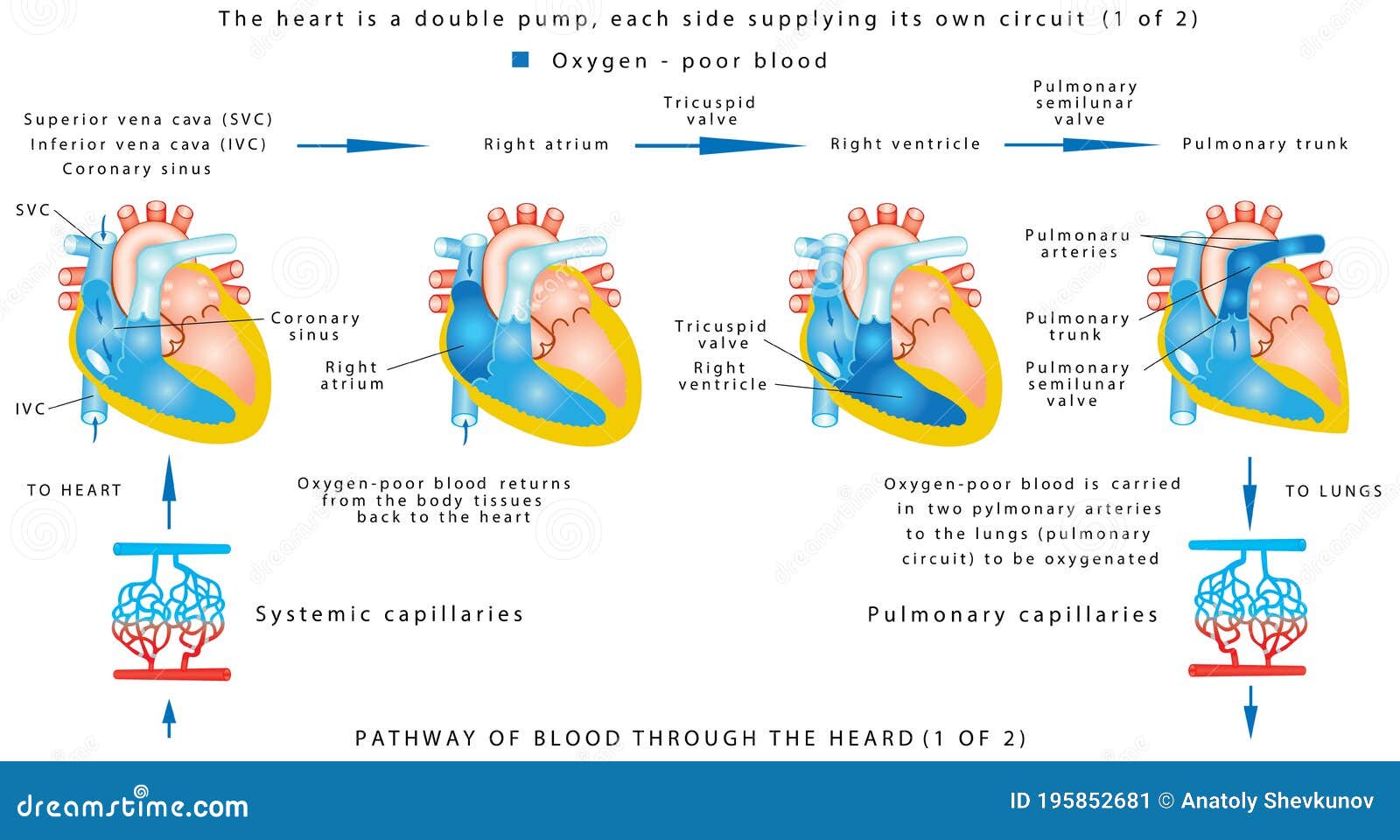 Blood flow 1 of 2 stock vector. Illustration of artery - 195852681