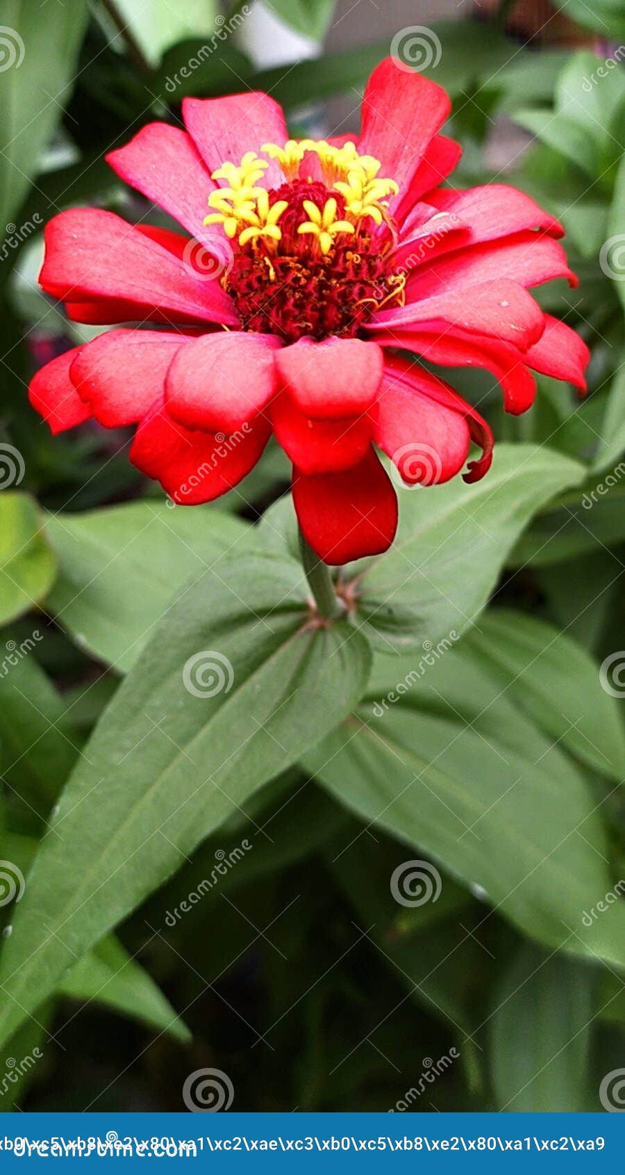 Blood of flower stock image. Image of lily, produce - 204916393