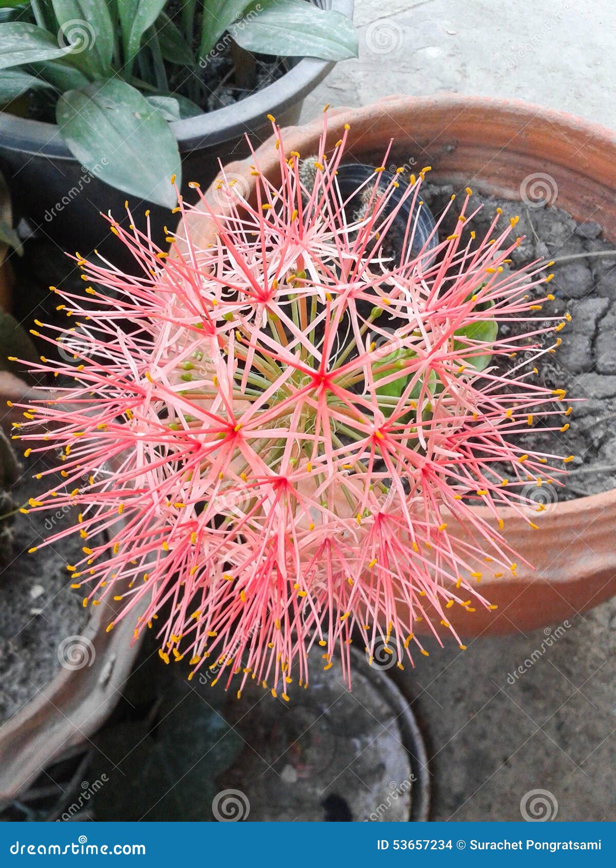 Blood flower stock photo. Image of beauty, powder, bloom - 53657234