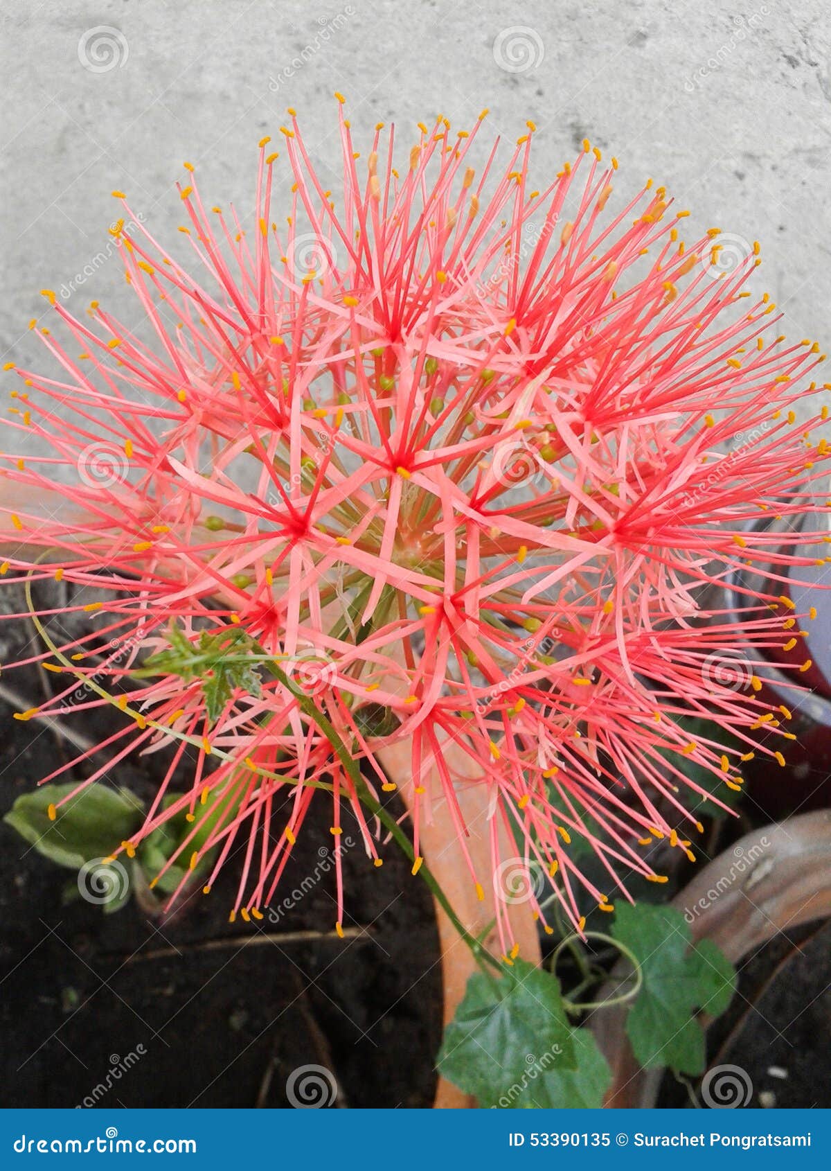 Blood flower stock image. Image of bloom, flora, tree - 53390135