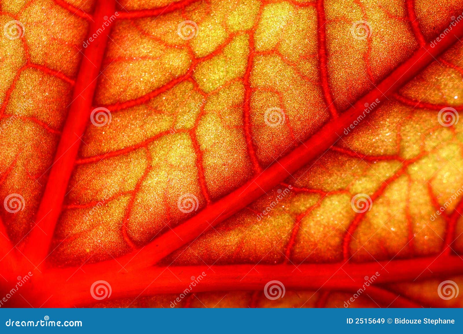 A blood geranium leaf stock image. Image of life, intense - 2515649