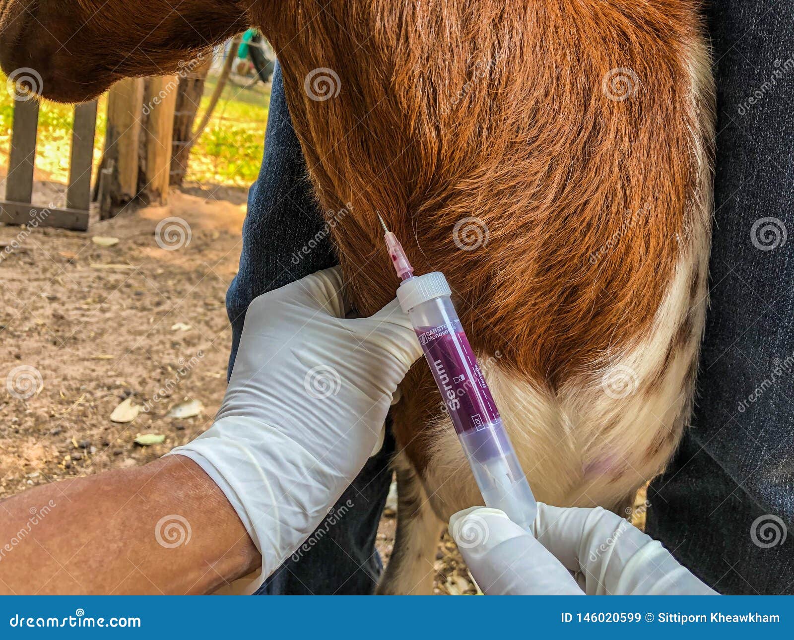 The Blood from Goat in Jugular Vein Stock Image - Image of blood ...