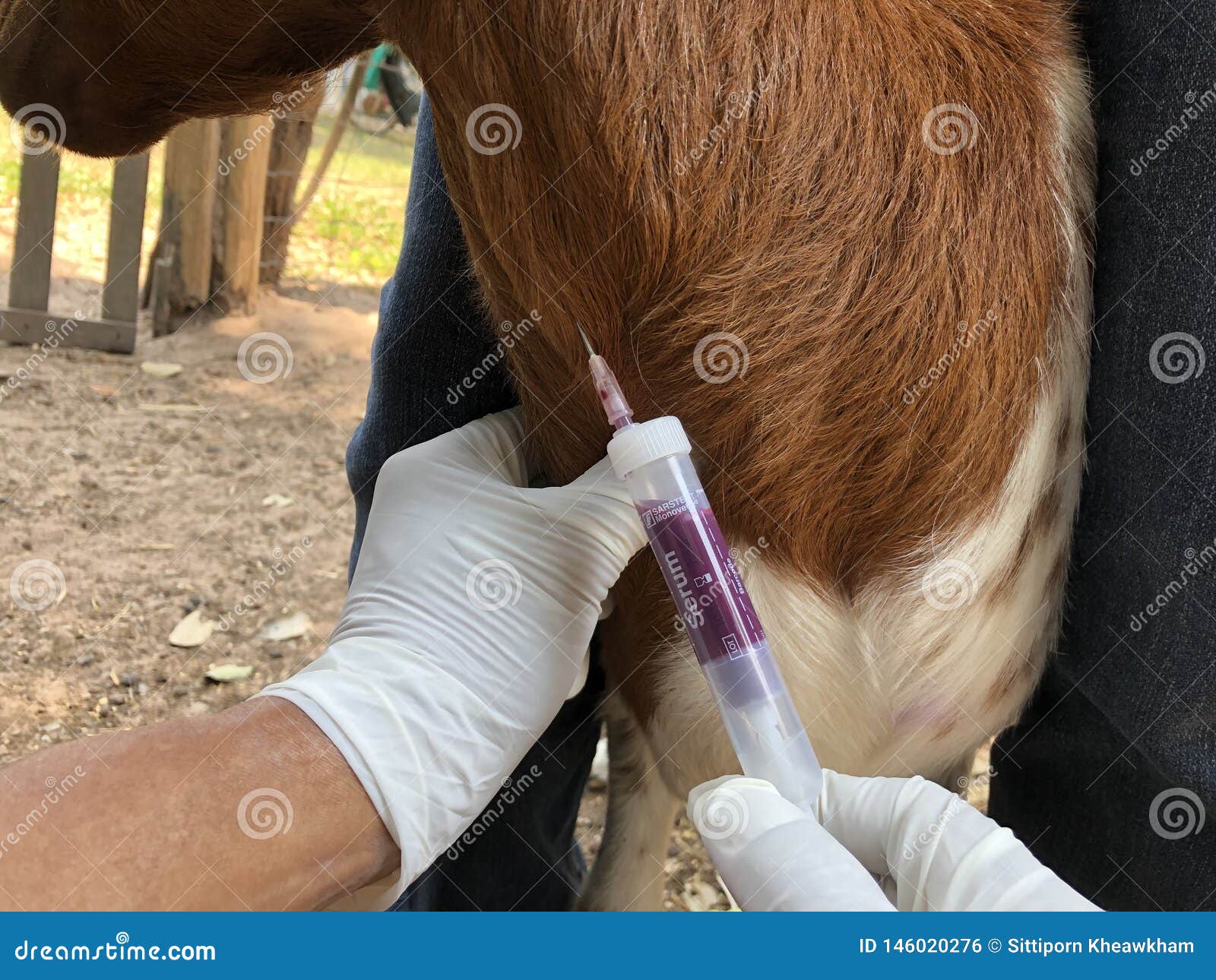 The Blood from Goat in Jugular Vein Stock Photo - Image of health ...