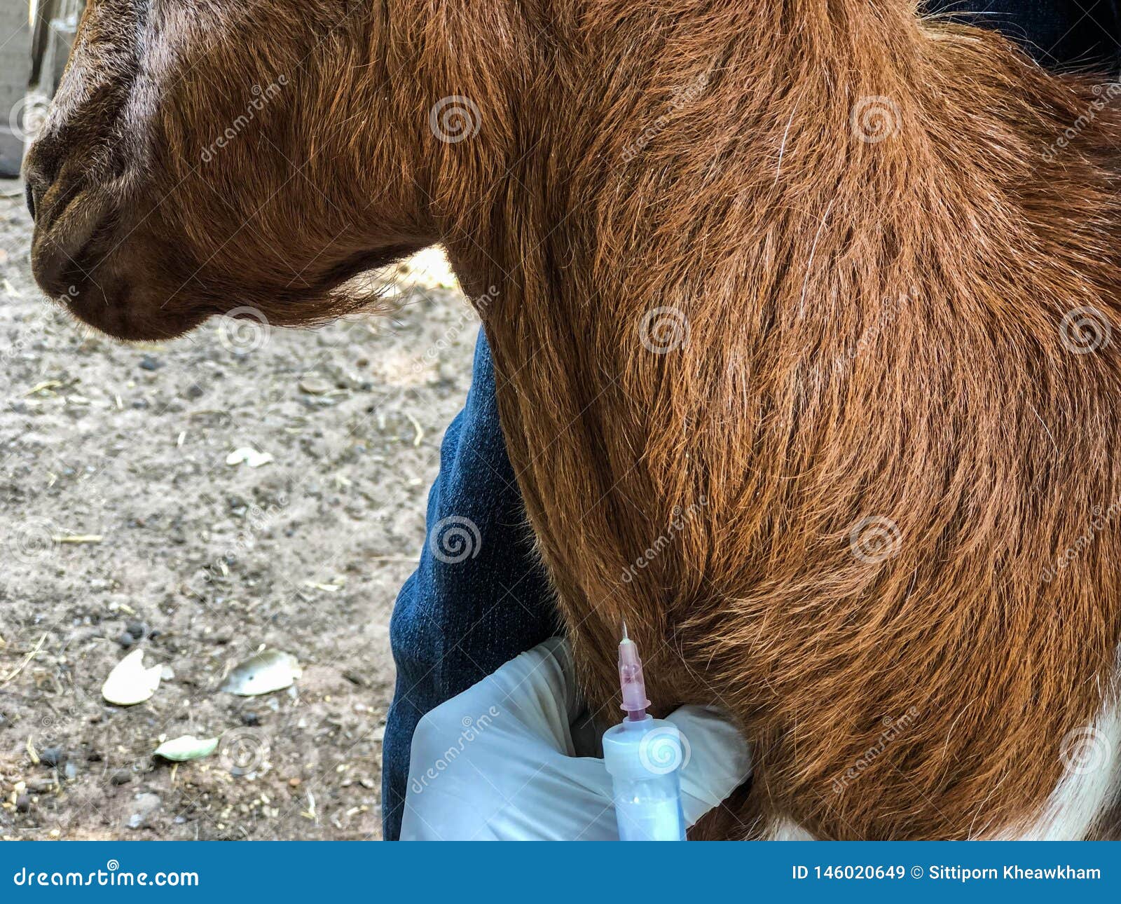 The Blood from Goat in Jugular Vein Stock Image - Image of goat ...
