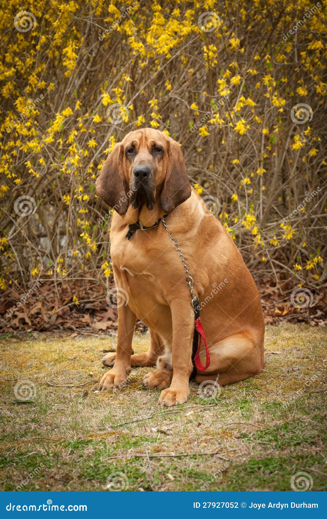 Blood Hound stock photo. Image of bloodhound, panoramic - 27927052
