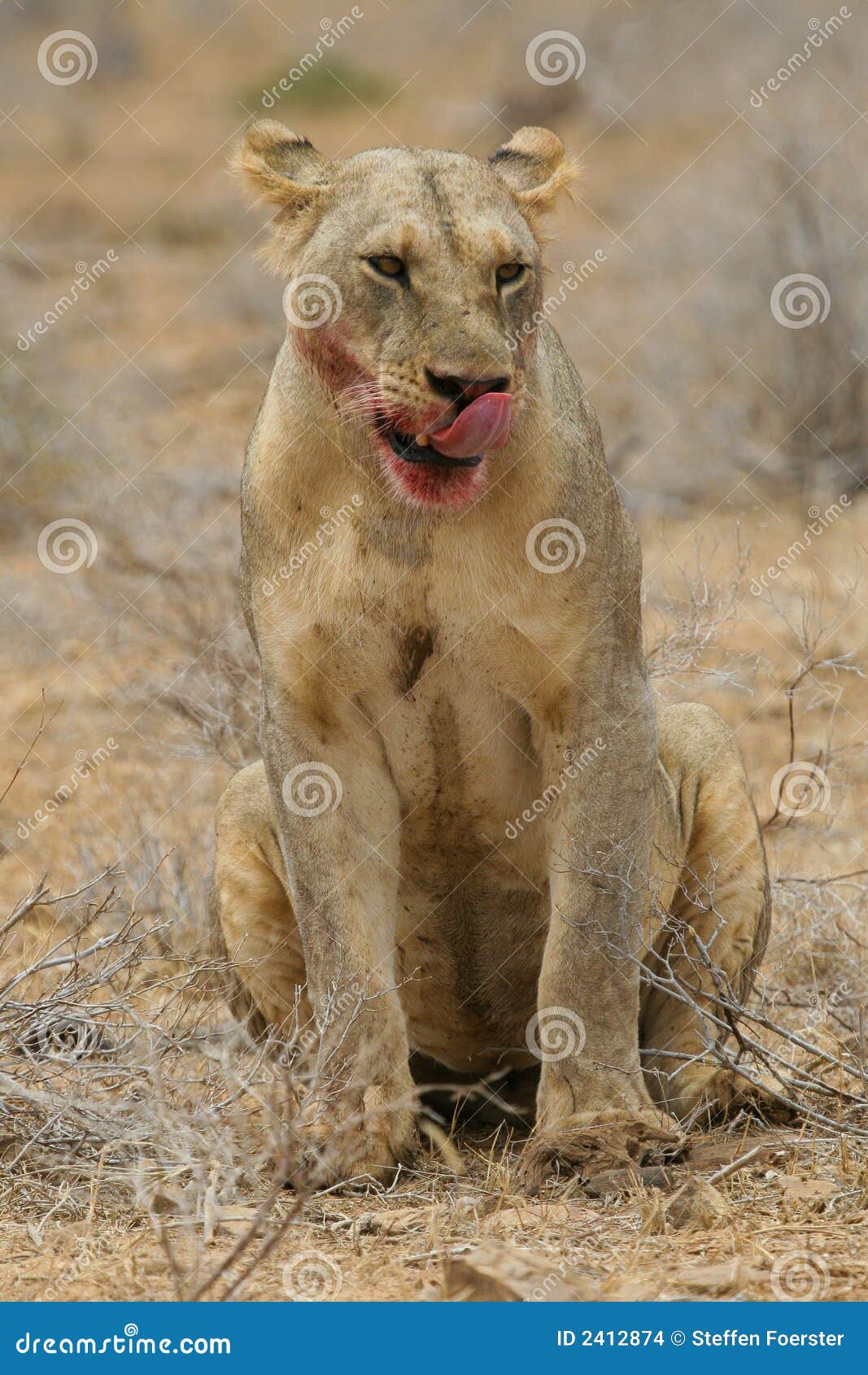 Blood Hungry Lion Picture. Image: 2412874
