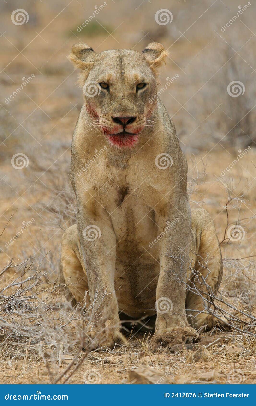 Blood hungry Lion stock photo. Image of maneless, safari - 2412876