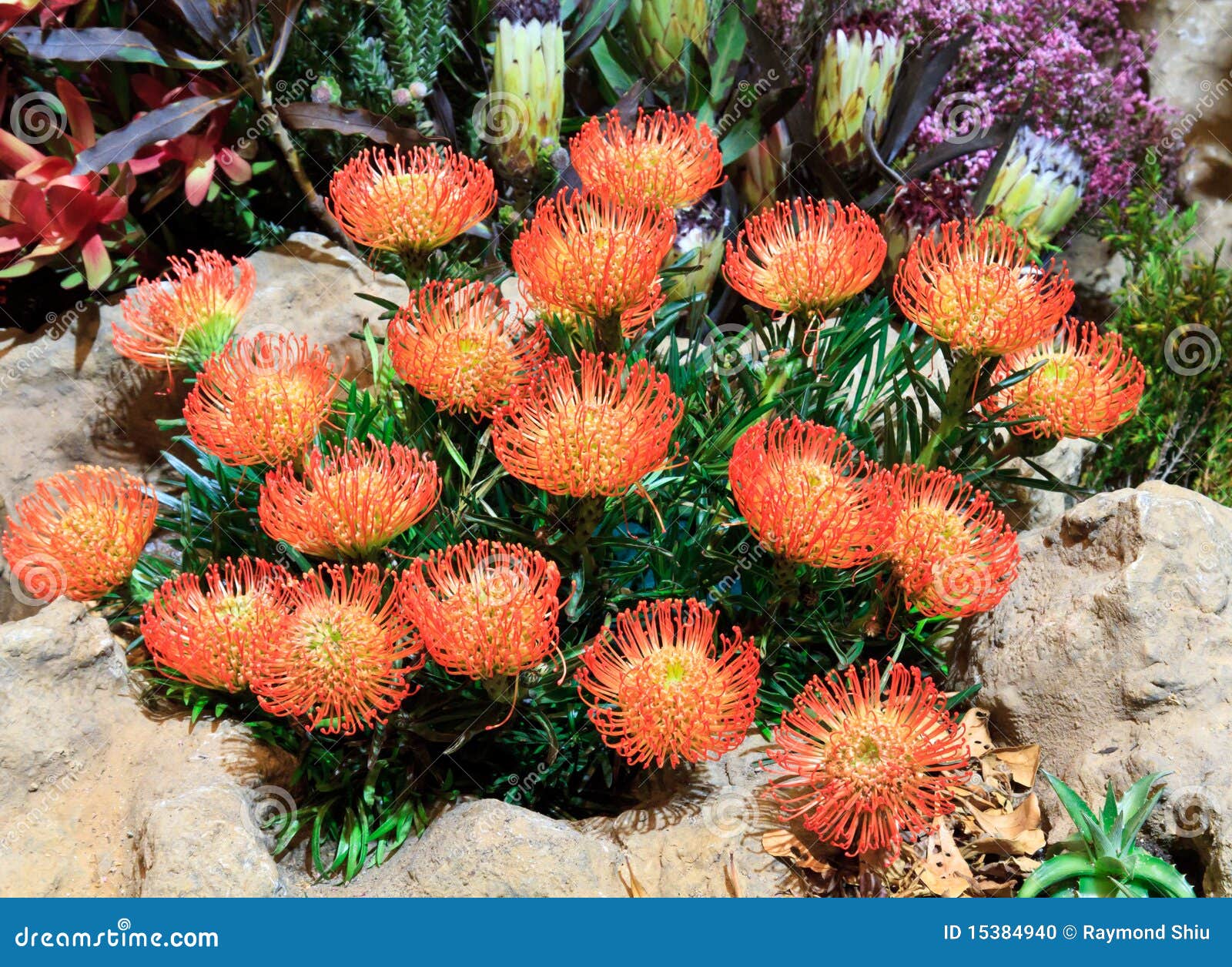 Blood Lily stock photo. Image of plant, wild, flower - 15384940