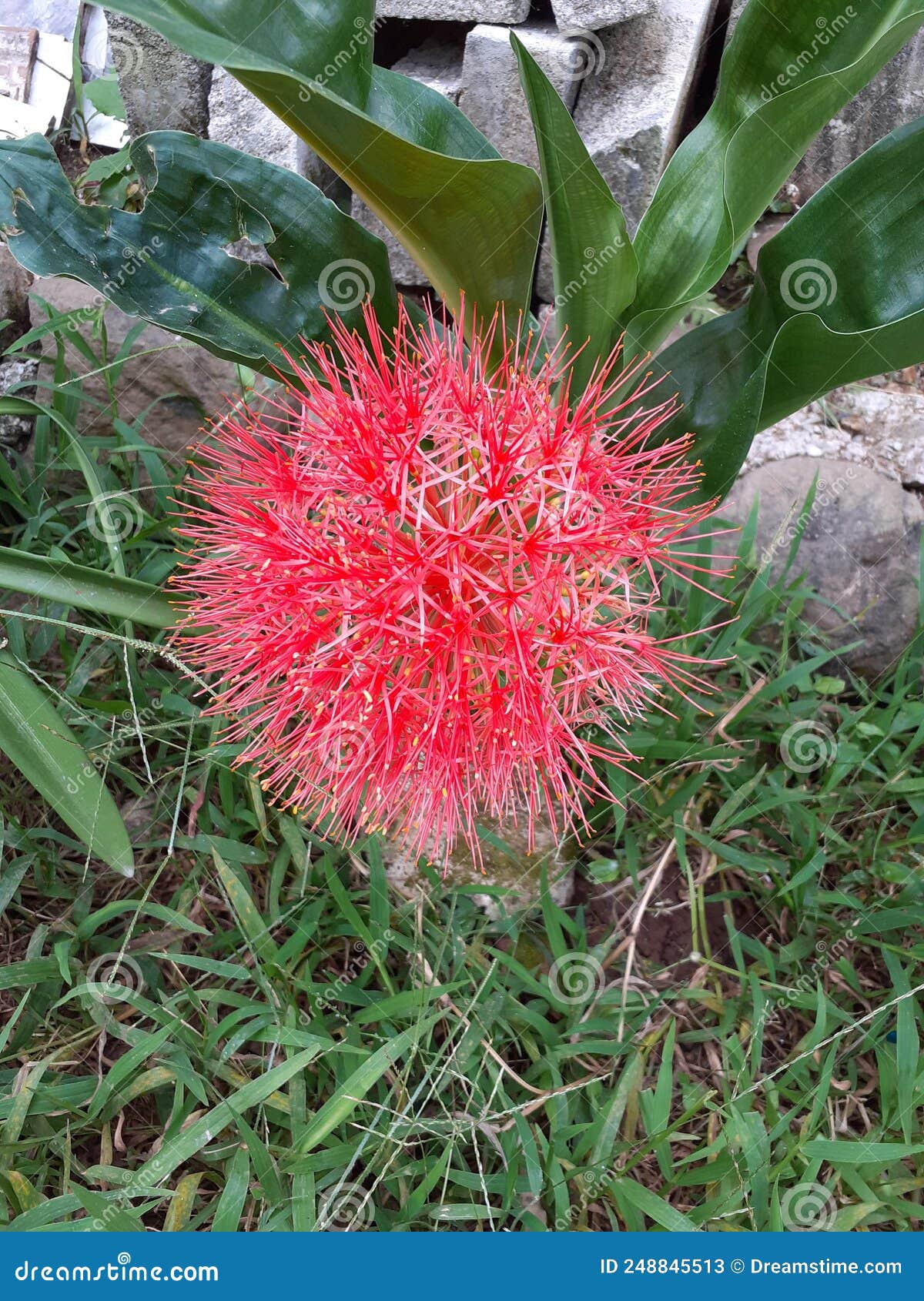 Blood lily flower stock image. Image of lily, nature - 248845513