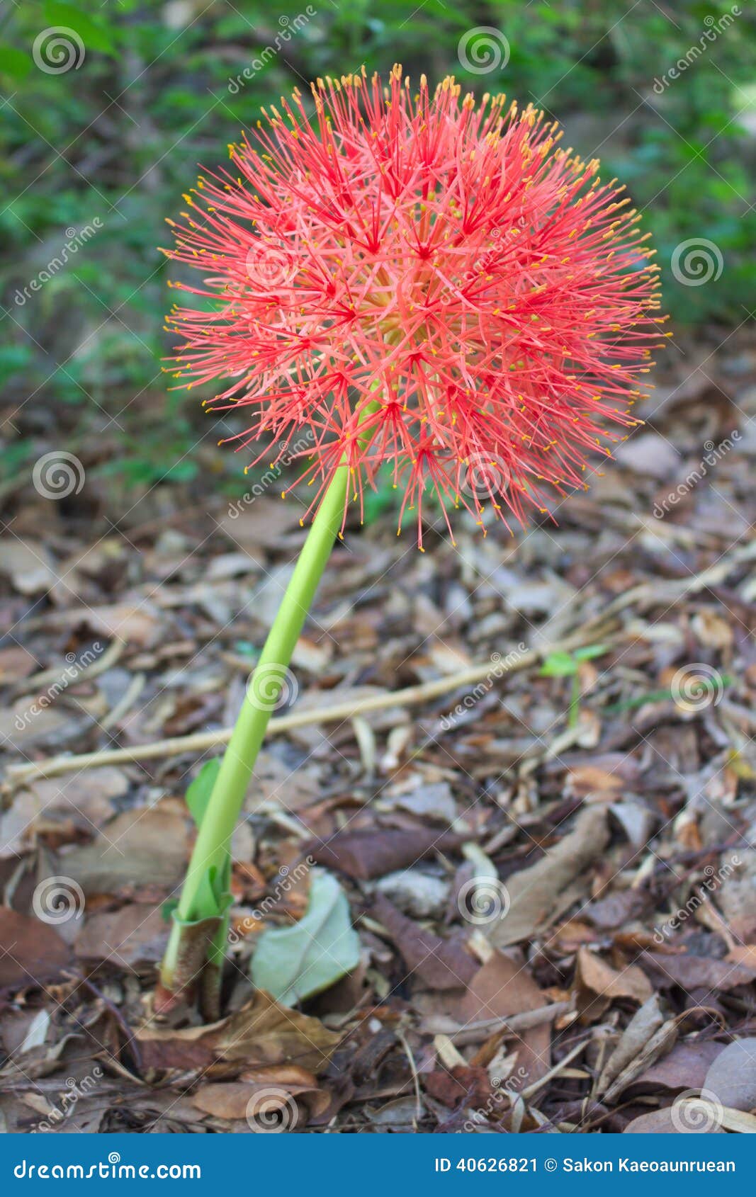 Blood lily red stock image. Image of botanical, garden - 40626821