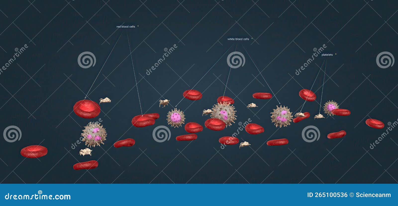 Blood is One of the Connective Tissues Stock Illustration ...