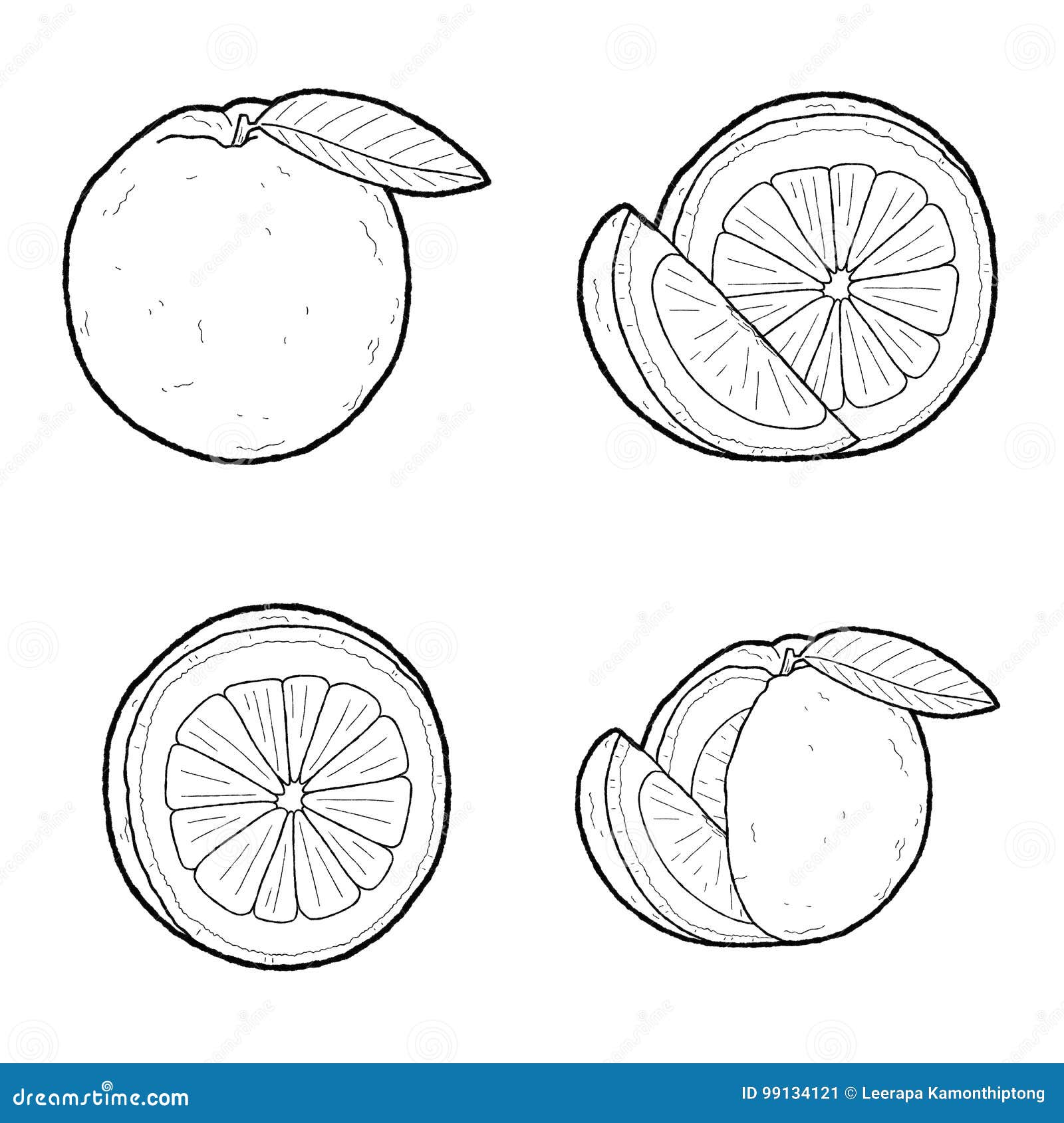 Blood Orange stock vector. Illustration of color, eating - 99134121