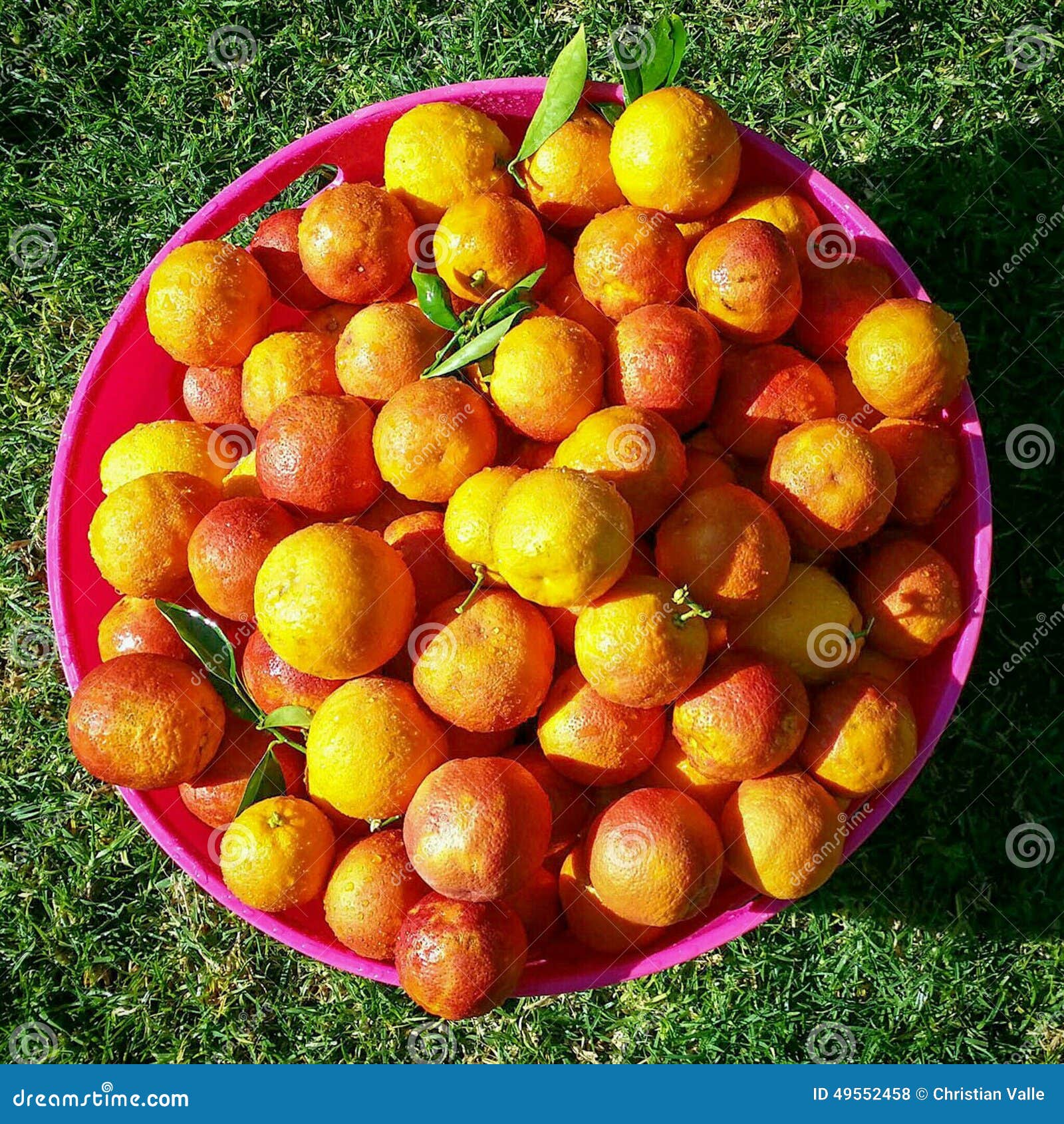 Blood Oranges stock photo. Image of fruit, organic, oranges - 49552458