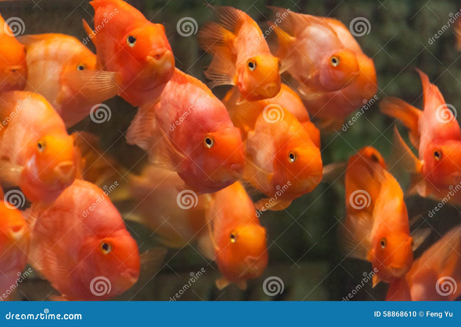 Blood Parrot Fish Royalty-Free Stock Image | CartoonDealer.com #1866346