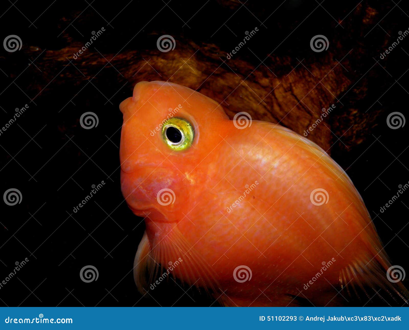 Blood parrot fish. stock image. Image of pterophyllum - 51102293