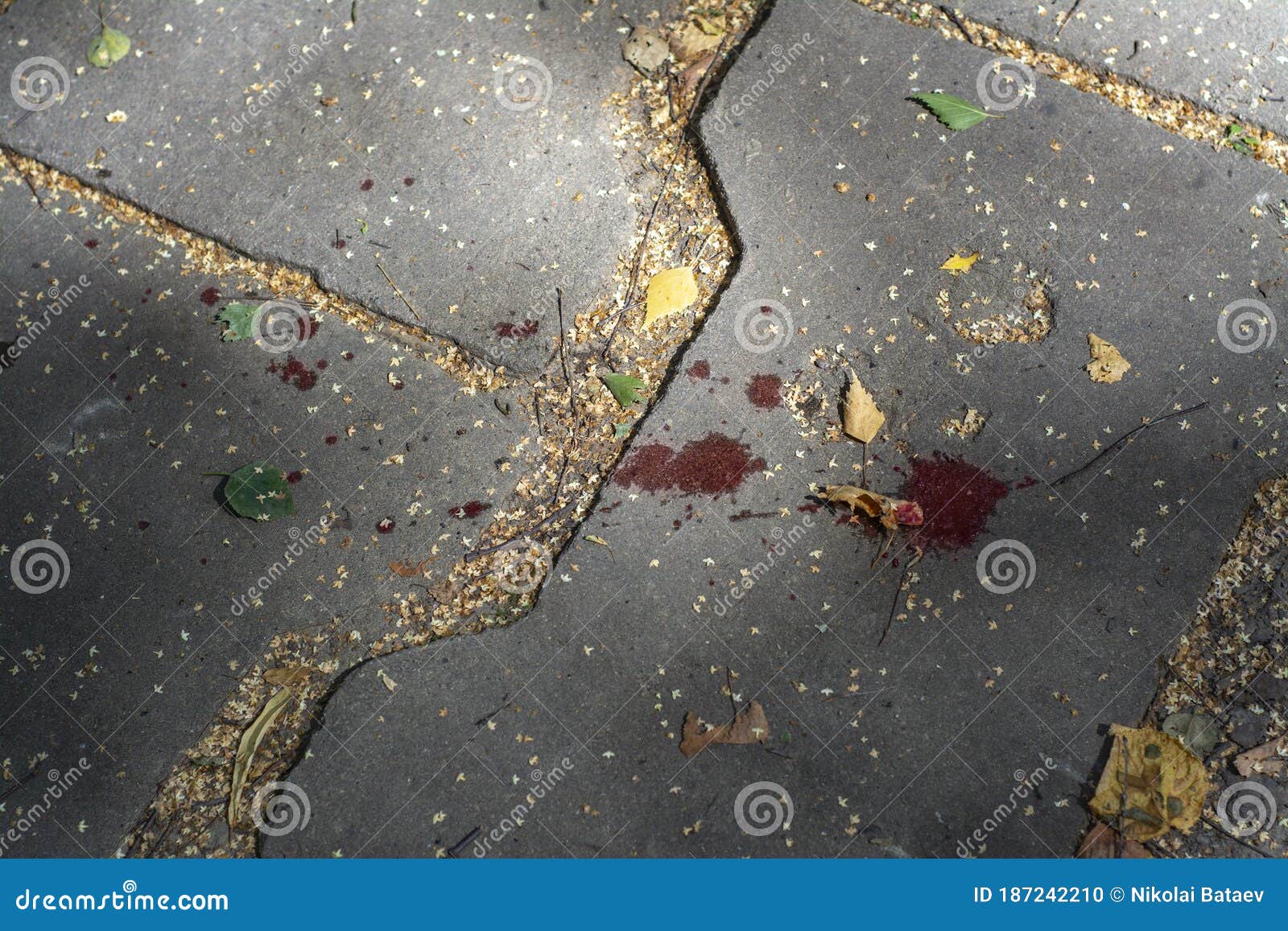Blood on the Path in the Park Stock Photo - Image of blood, park: 187242210