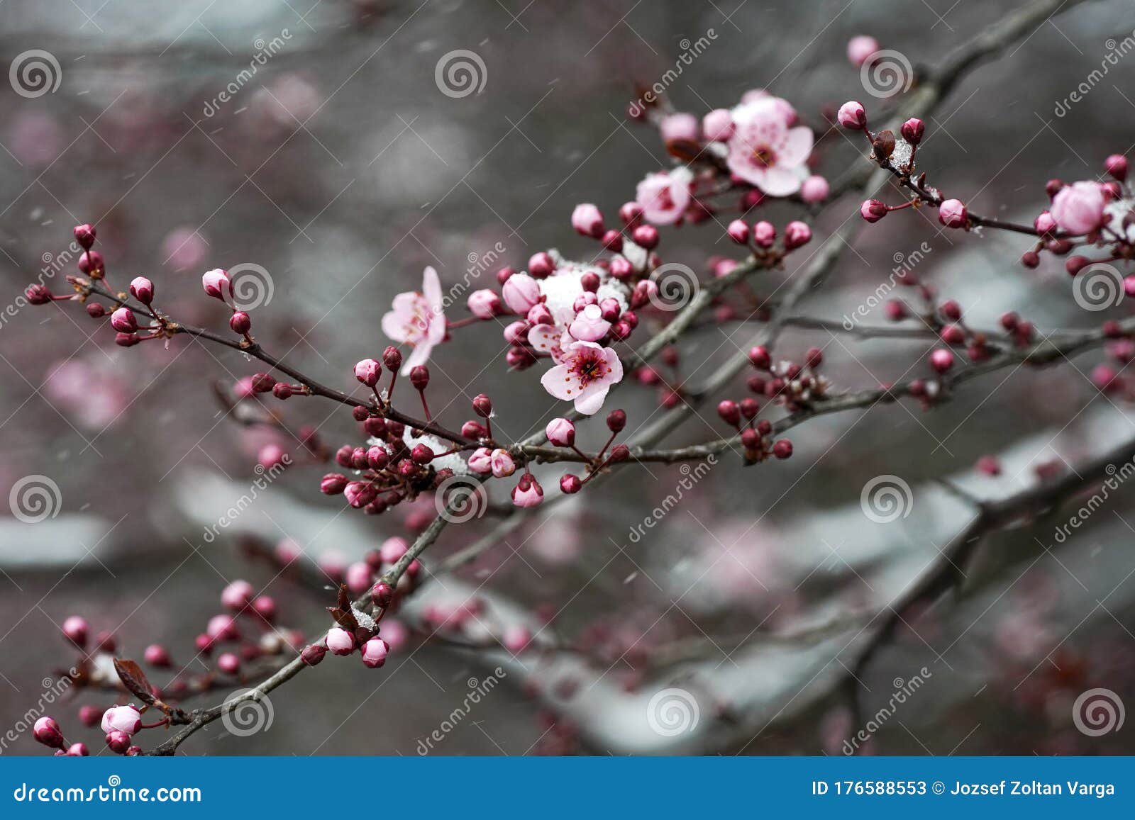Blood Plum Tree Spring Bloom with Pink Flowers Stock Image - Image of ...