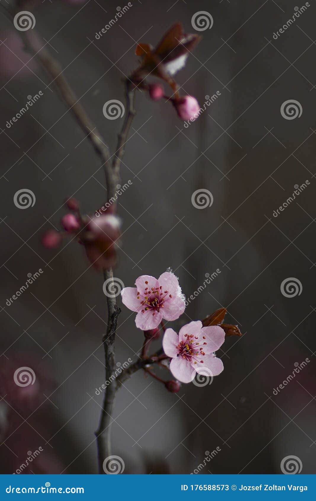 Blood Plum Tree Spring Bloom with Pink Flowers Stock Image - Image of ...