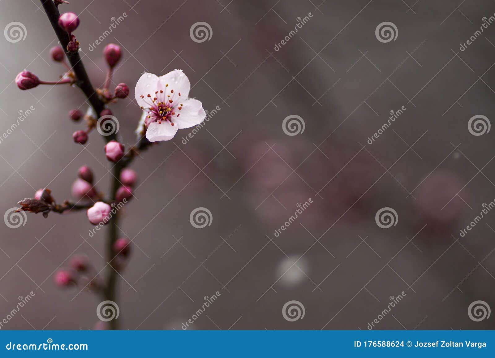 Blood Plum Tree Spring Bloom with Pink Flowers Stock Photo - Image of ...