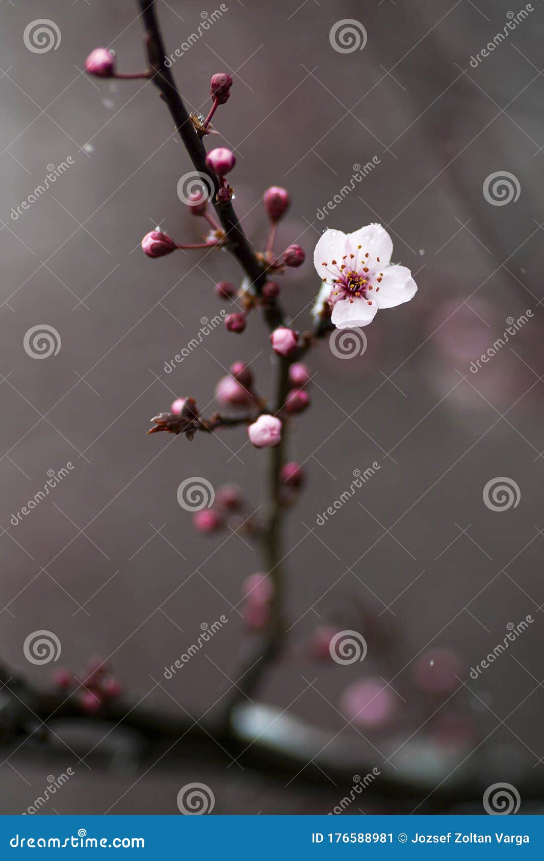 Blood Plum Tree Spring Bloom with Pink Flowers Stock Image - Image of ...