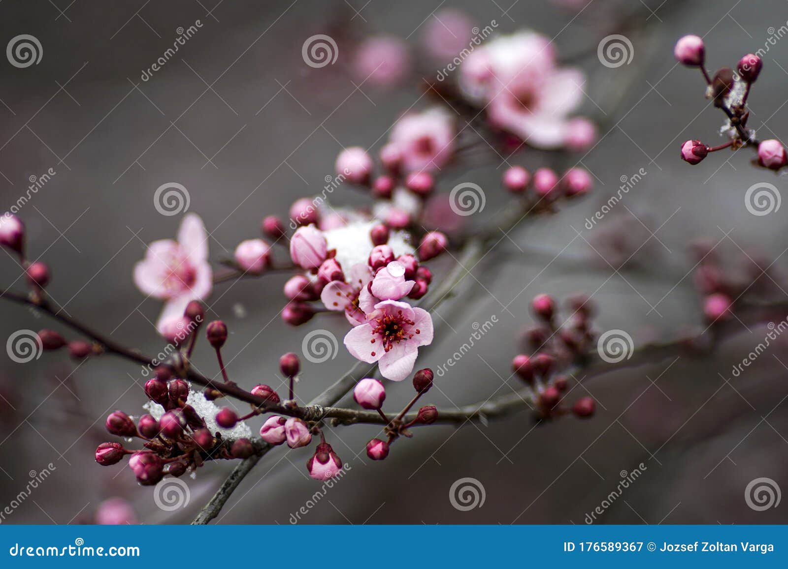 Blood Plum Tree Spring Bloom with Pink Flowers Stock Image - Image of ...