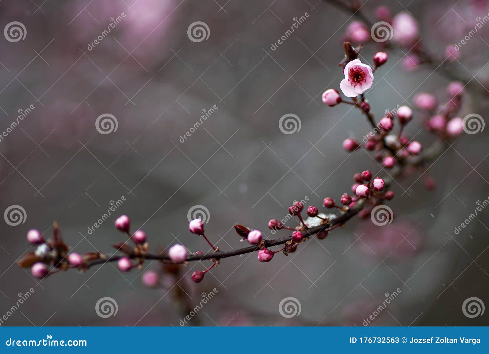 Blood Plum Tree Spring Bloom with Pink Flowers Stock Image - Image of ...