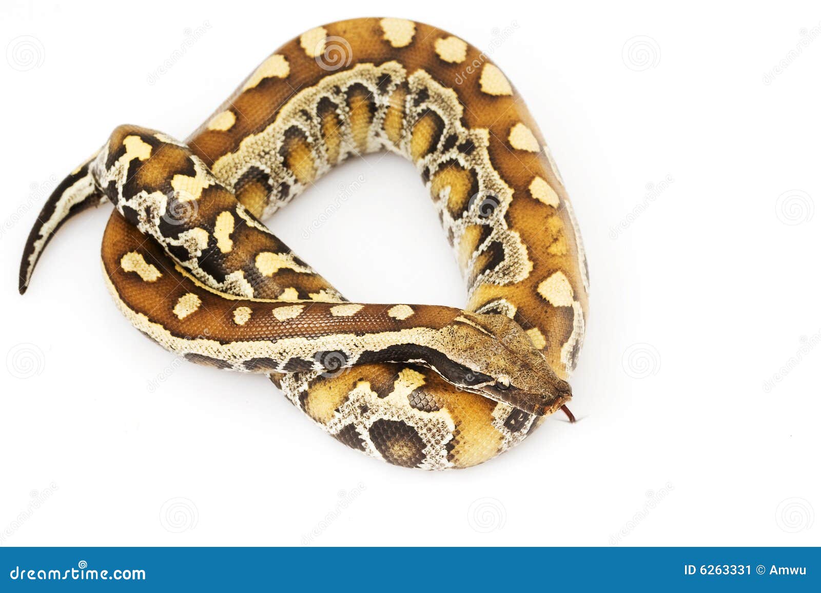 Blood Python Picture. Image: 6263331